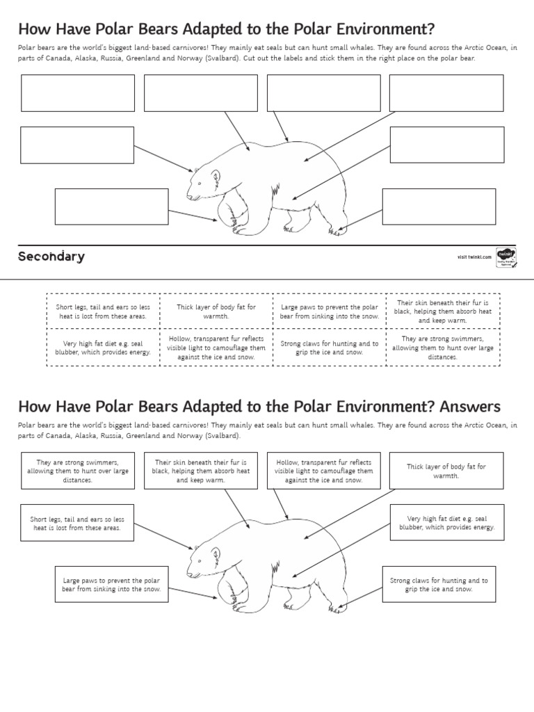 Polar Bear Adaptations Activity Sheet | PDF | Polar Bear | Bears