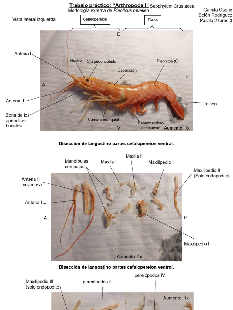 Anatomía del Langostino Pleoticus muelleri | PDF | Crustáceo | Artrópodos