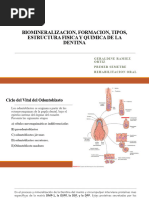 Código FDI: Guía para Odontólogos | PDF | Diente | Ramas de Odontología