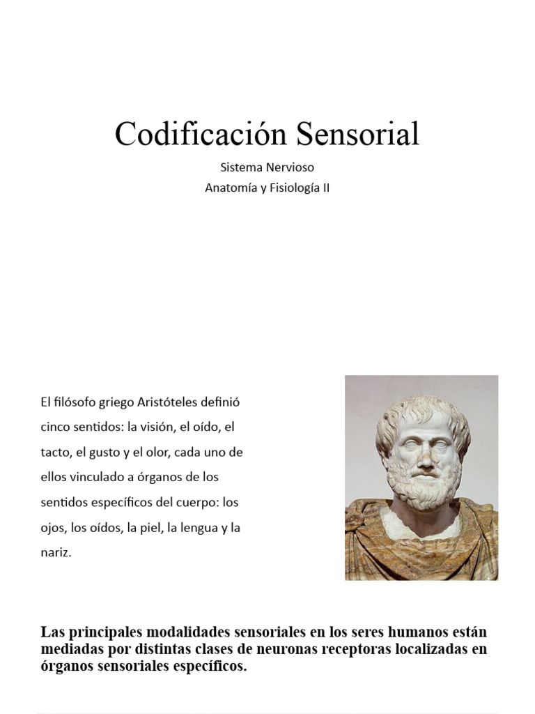 Codificación Sensorial (Autoguardado) | PDF | Percepción | Sentidos