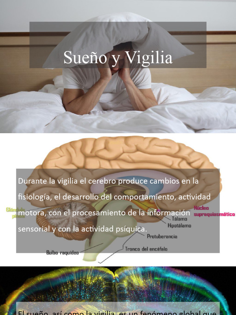 Sueño Y Vigilia Pdf Dormir Movimiento Rápido Del Ojo Sueño