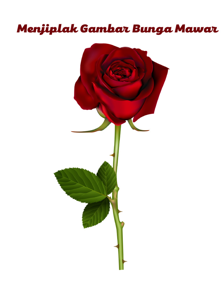 Menjiplak Gambar Bunga Mawar | PDF