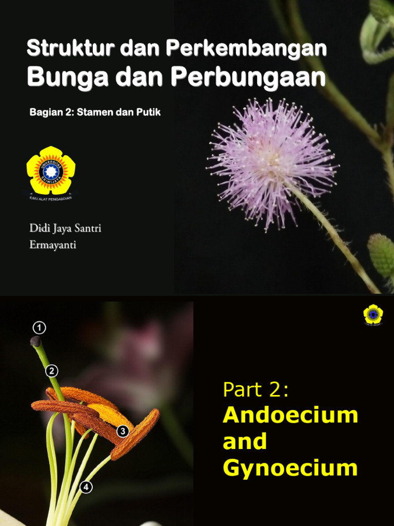 Morfologi Bunga 2 Stamen Dan Putik | PDF | Branches Of Botany | Pollination
