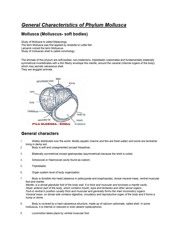 General Characteristics of Phylum Mollusca | PDF | Mollusca | Zoology