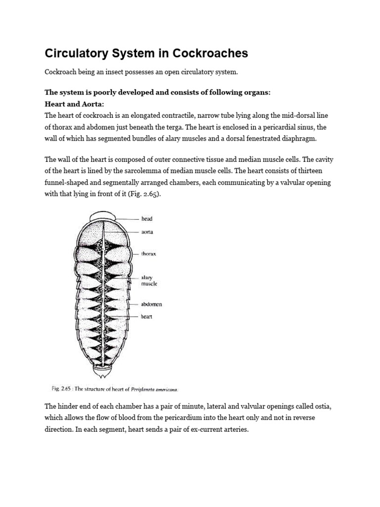 Cockroach Circulatory System Overview | PDF | Heart | Aorta