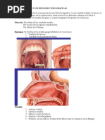 Microglosia y Macroglosia | PDF | Inflamación | Lengua