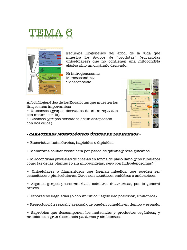 Heterocariosis y reproducción en hongos | PDF | Hongo | Eucariotas