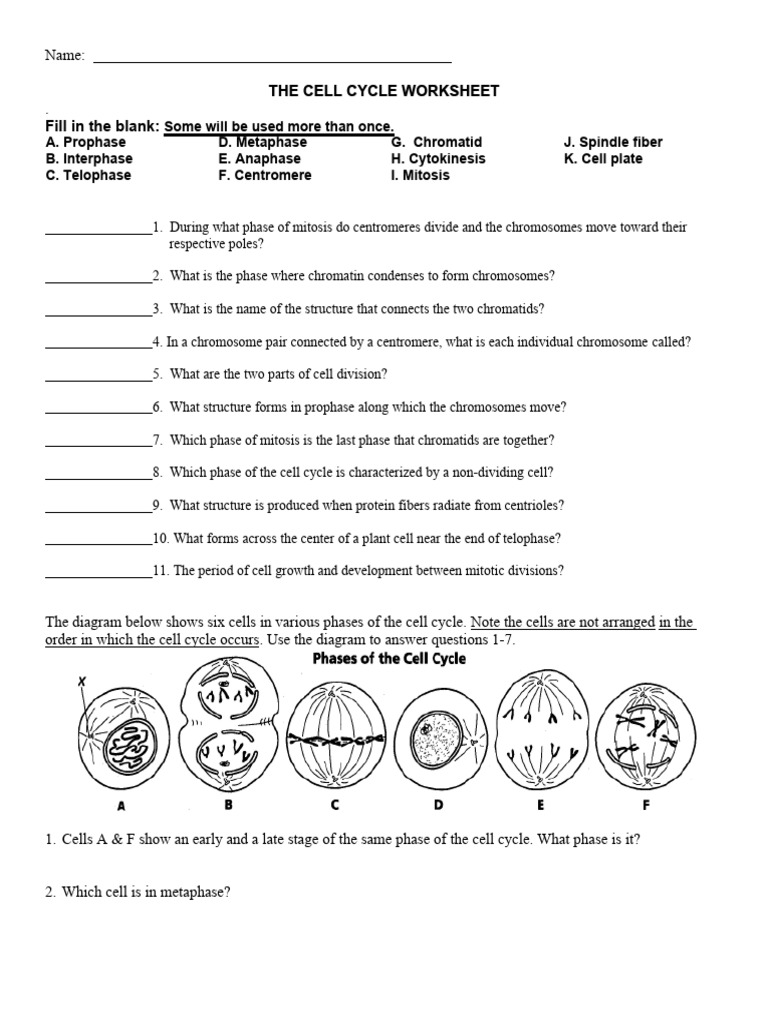 Cell Cycle Worksheet Guide | PDF