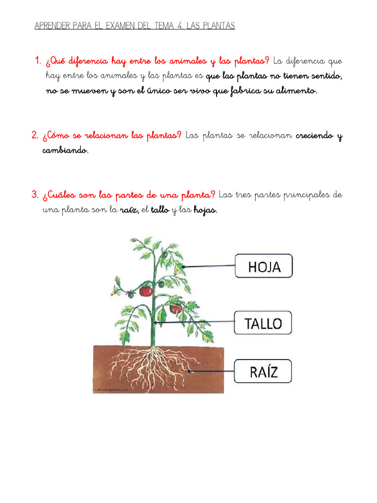 Unidad 4 de CCNN Estudiar | PDF | Plantas | Hoja