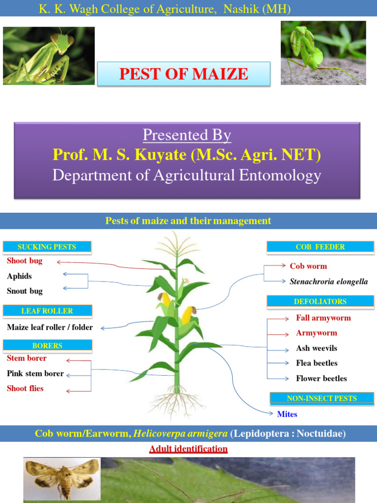 Pest of Maize | PDF | Pest (Organism) | Insects