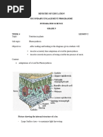 Destarching The Leaf | PDF | Photosynthesis | Leaf