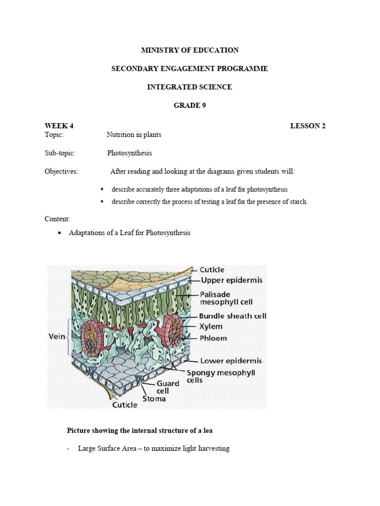 Grade 9 Integrated Science Week 4 Lesson 2 | PDF | Leaf | Photosynthesis