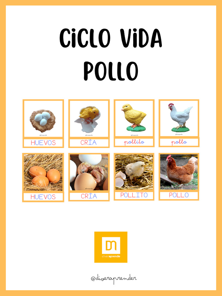 Ciclo Vida Pollo | PDF | Cocina, comidas y vino | Hogar, jardinería y ...