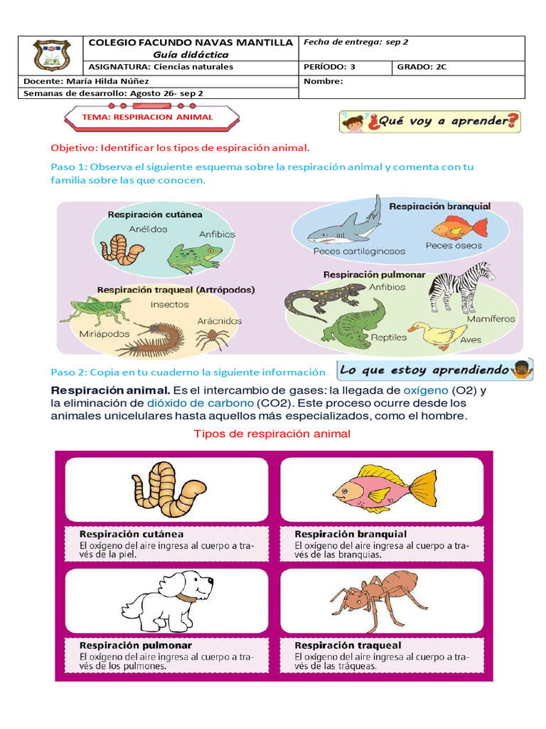 Respiracion Animal 2c P3 | PDF