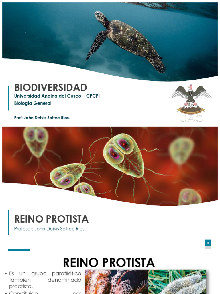 Reino Protista PDF | PDF | Algas | Organismos