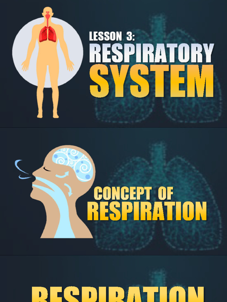 Respiratory System | PDF