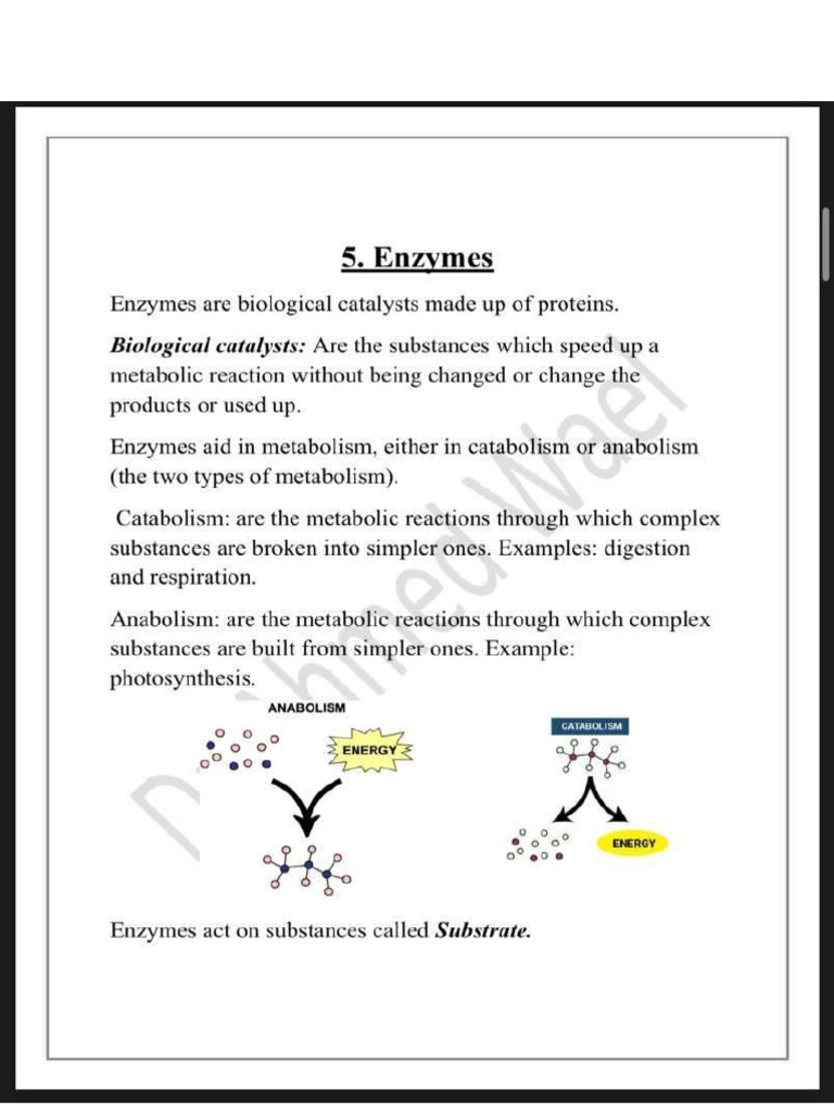 Enzymes | PDF