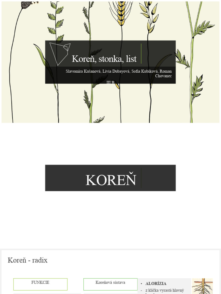 koreň, stonka, list | PDF