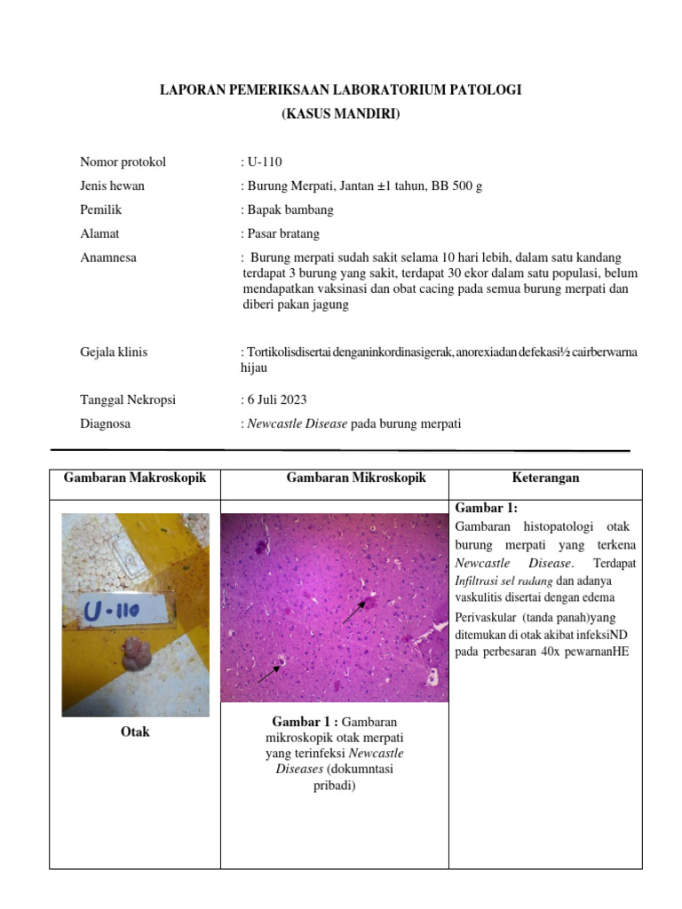 (KASMAN) HISTOPATOLOGI GURUH SUPER Duper FIX | PDF