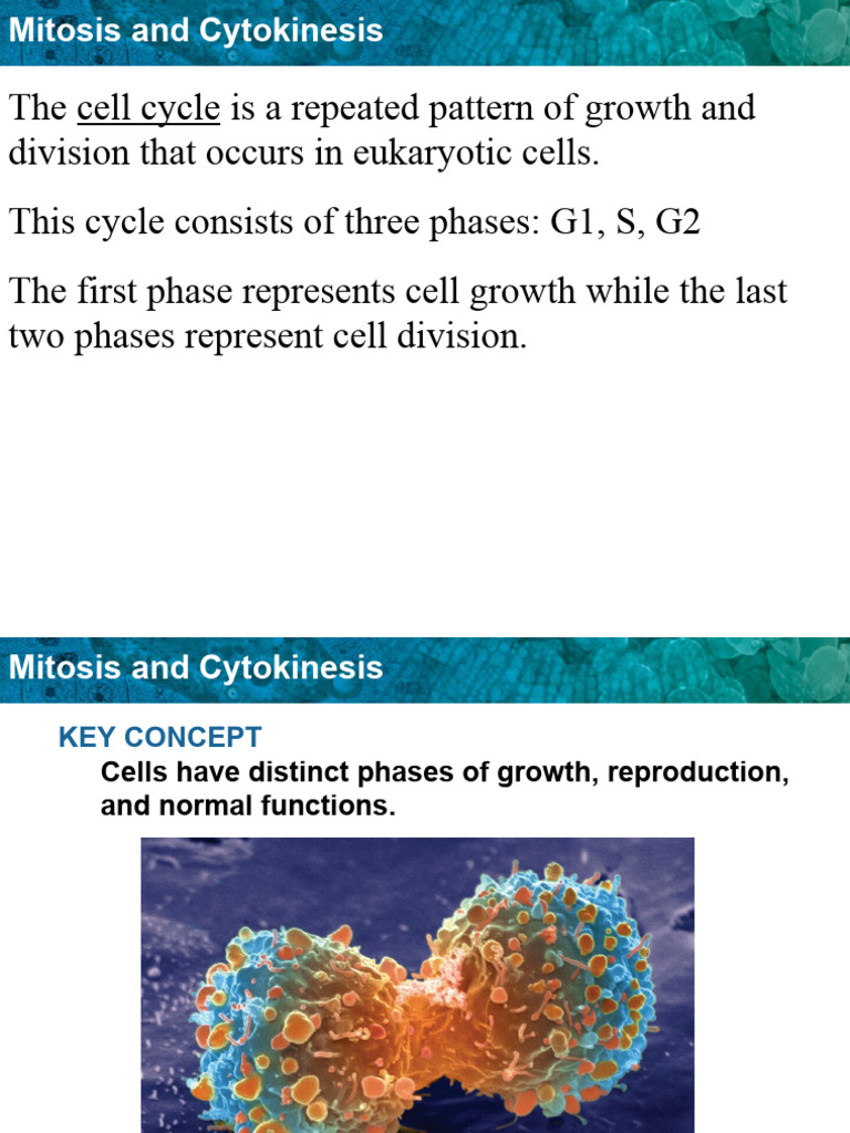 Cell Cycle Powerpoint | PDF | Science & Mathematics