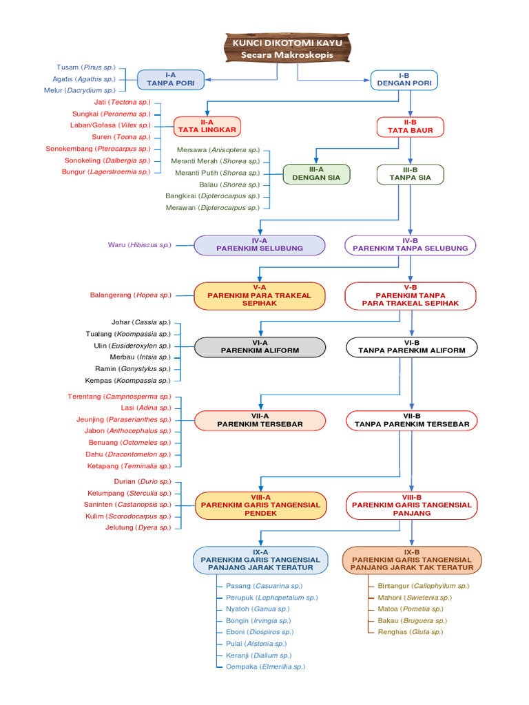 Sifat Mikroskopis Kayu Hopea sp. | PDF