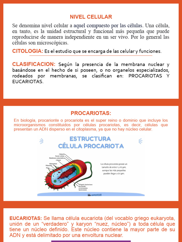 Tema4.Nivel Celular | PDF