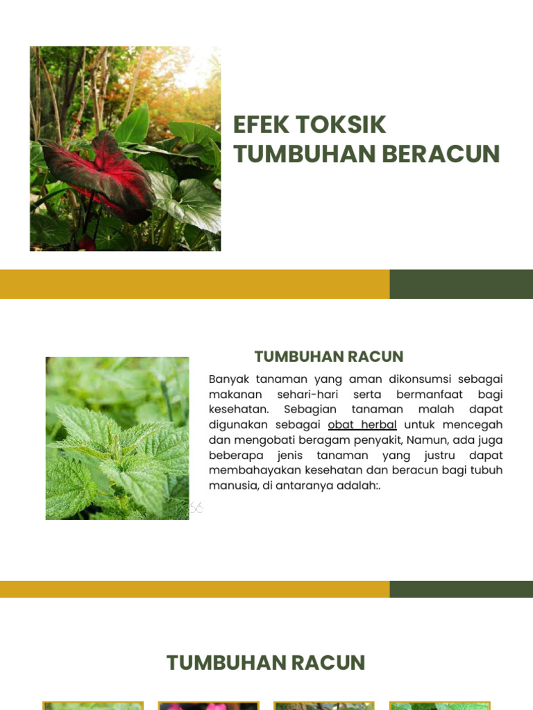 Efek Toksik Tumbuhan Beracun | PDF