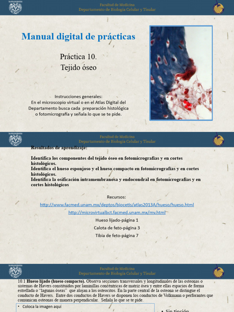 Practica 10. Tejido Oseo | PDF | Hueso | Anatomía
