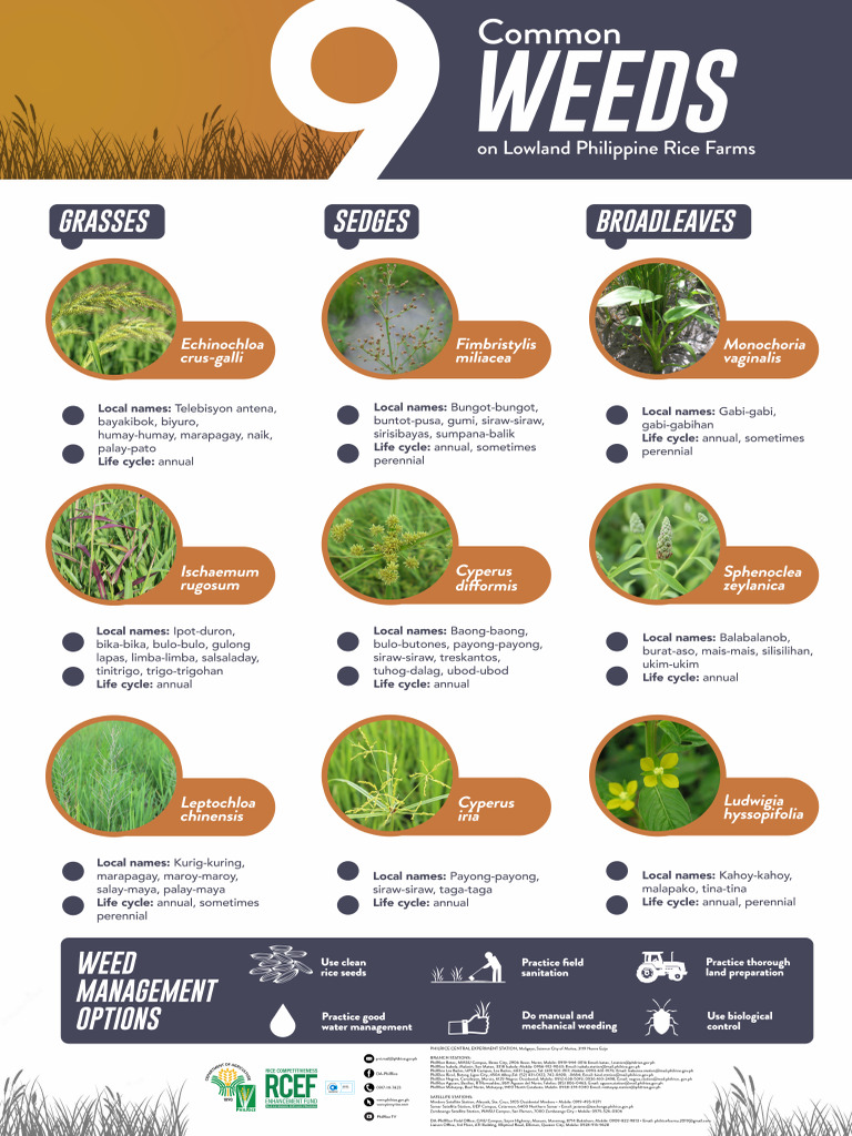 9 Common Weeds On Lowland Philippine Rice Farms | PDF