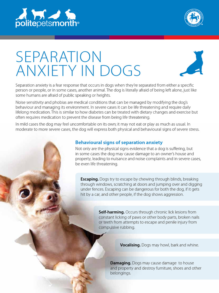 Separation Anxiety in Dogs | PDF | Dogs | Anxiety