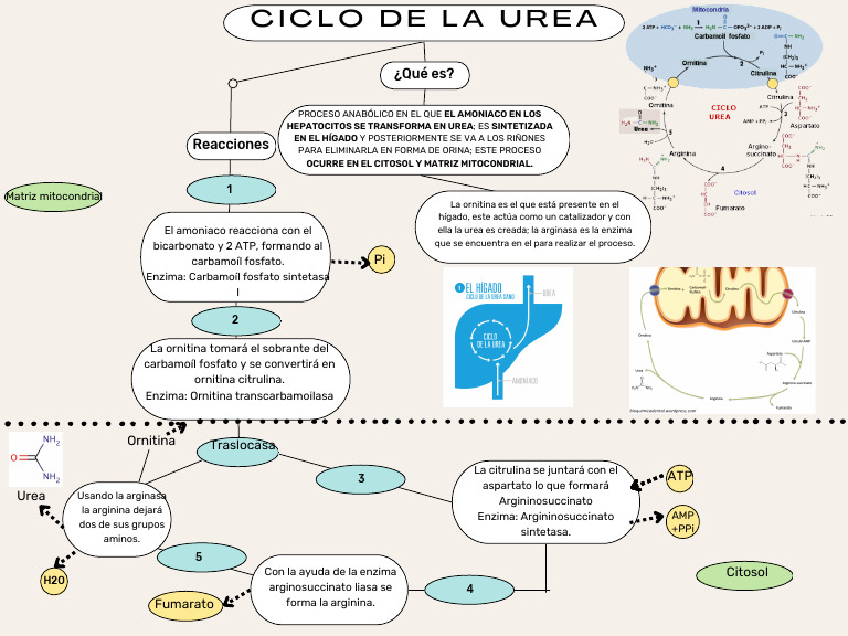 Ciclo de La Urea | PDF