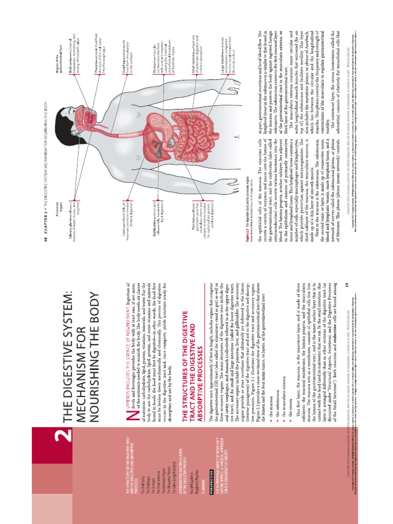 29-60 Metabolism | PDF