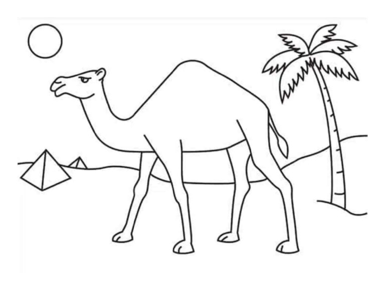 Camel | PDF