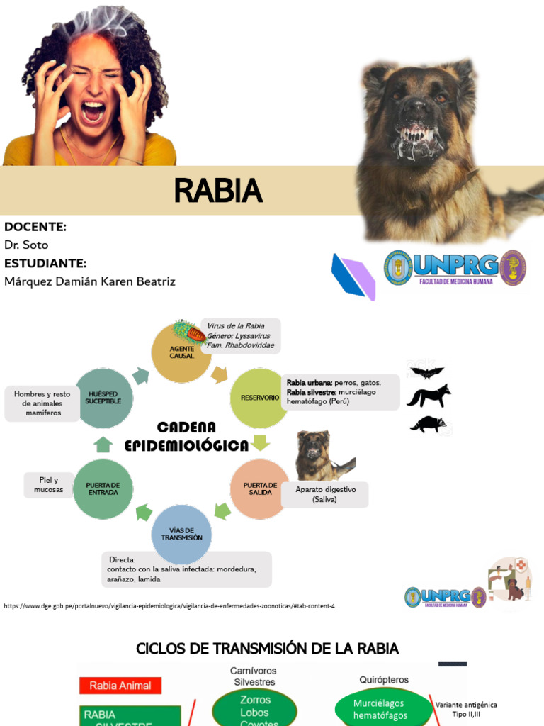 Tarea 4 - Caso Epizootia - Rabia - Márquez Damián | PDF | Rabia ...
