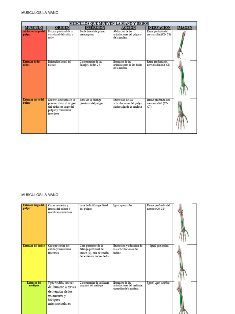TABLA MUSCULOS de Mano | PDF | Mano | Sistema musculoesquelético