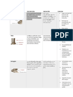Anatomía del Maléolo Interno del Tobillo | PDF | Tobillo | Anatomía del ...
