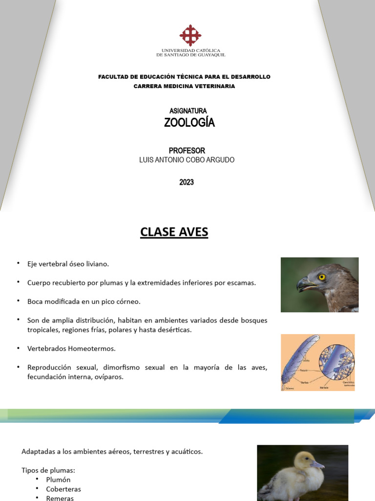 Zoología 20 Aves (1) | PDF