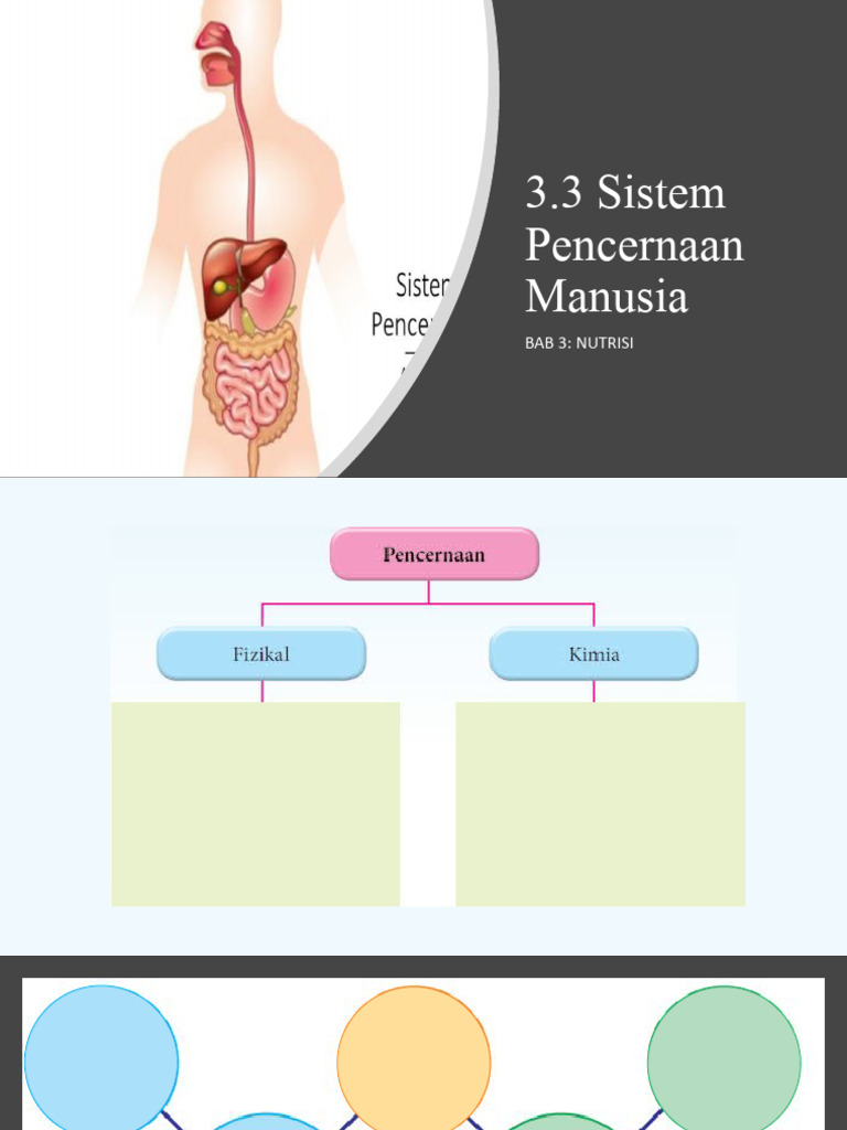 Struktur dan Proses Pencernaan Manusia | PDF