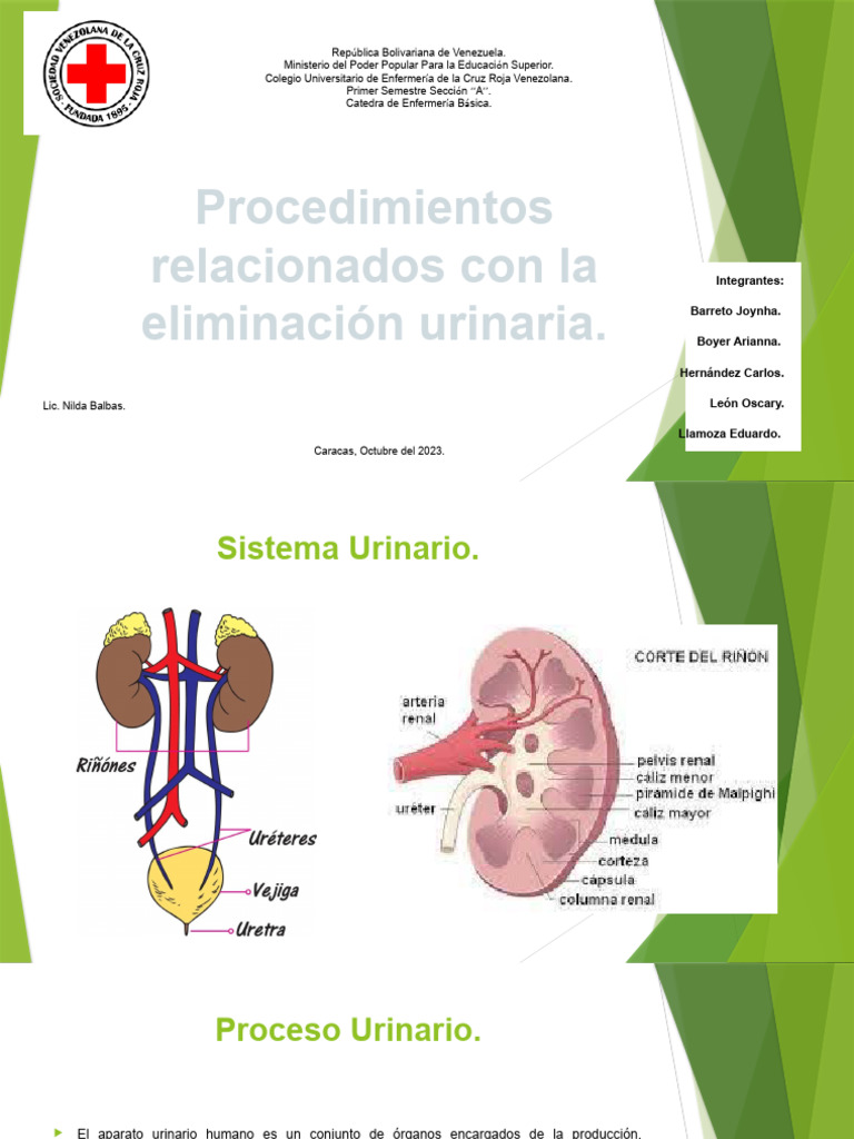 Aparato Urinario 18 | PDF | Sistema urinario | Riñón