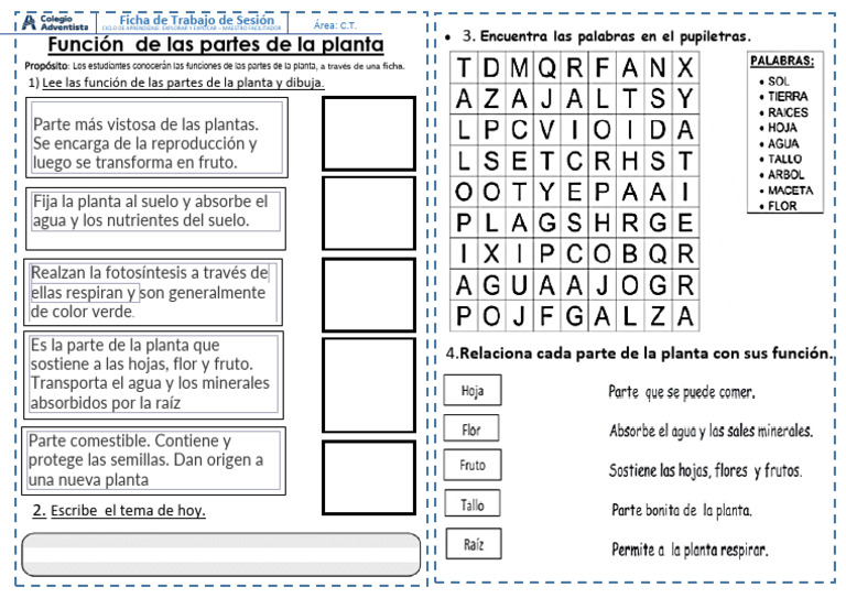 Funciones de La Planta | PDF