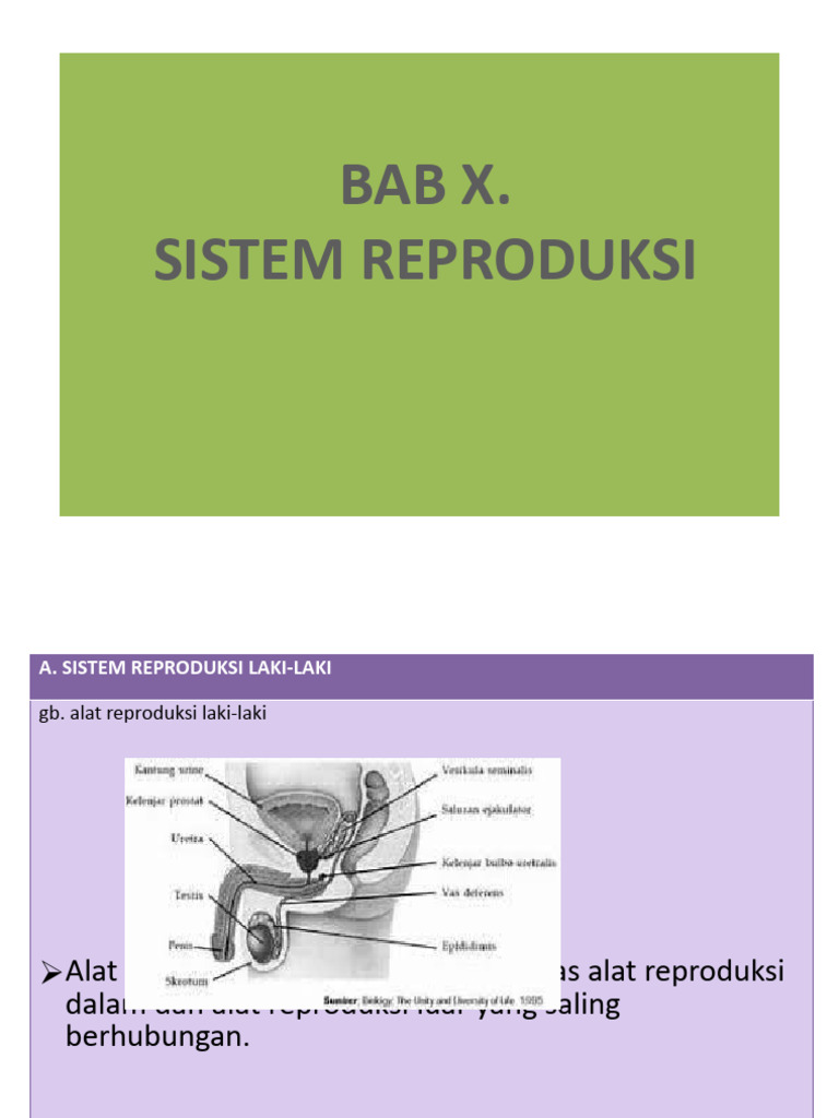 Sistem Reproduksi | PDF