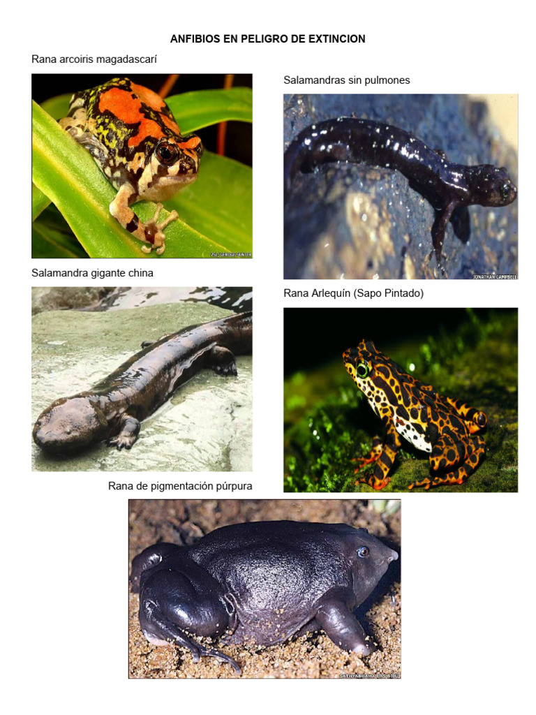 Anfibios en Peligro de Extincion | PDF