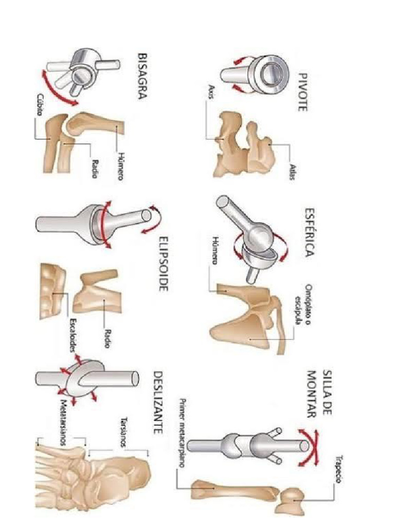 Articulaciones (Tipos) | PDF