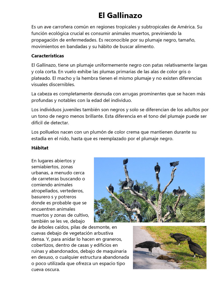 El Gallinazo | PDF