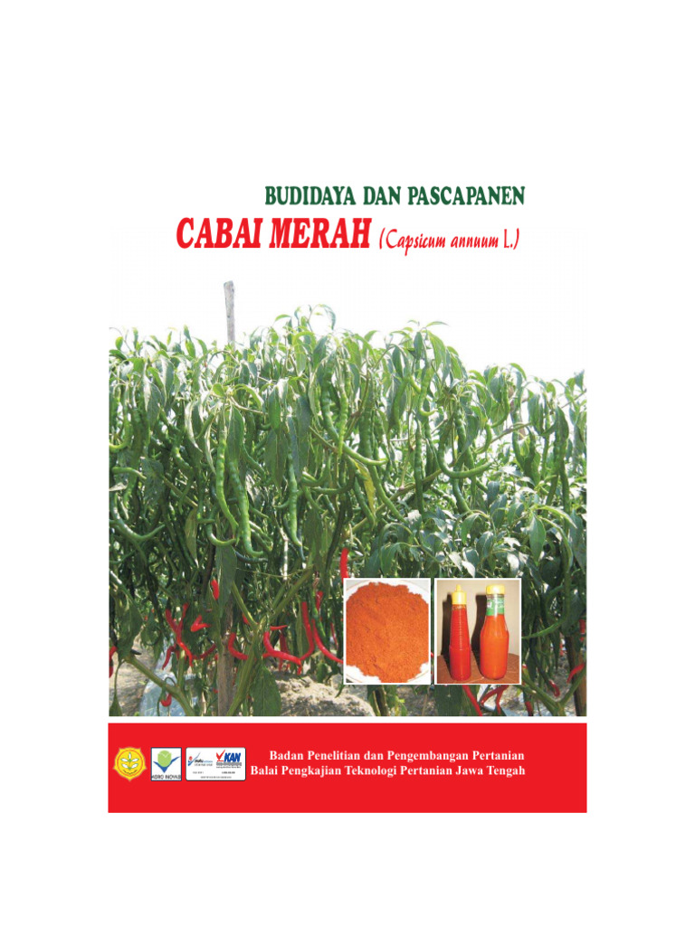 Budidaya Dan Pascapanen Cabai Merah Capsicum Annuum L | PDF
