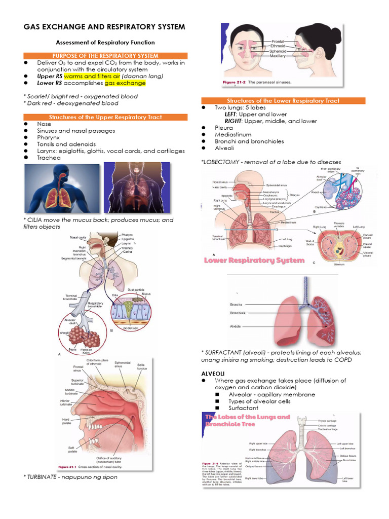Gas Exchange and Respiratory System | PDF