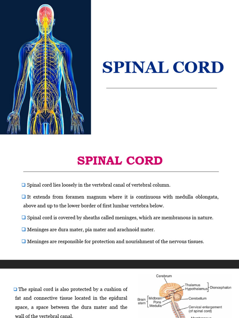 Spinal Cord | PDF | Spinal Cord | Vertebral Column