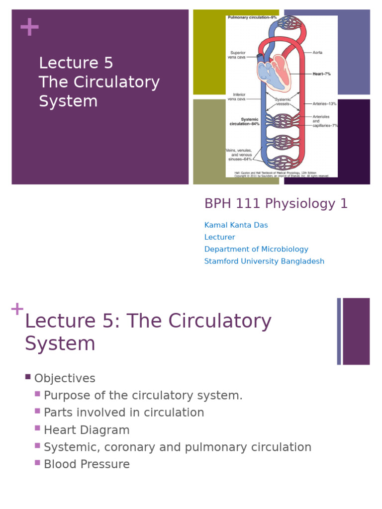 Circulatory System | PDF | Blood Pressure | Heart