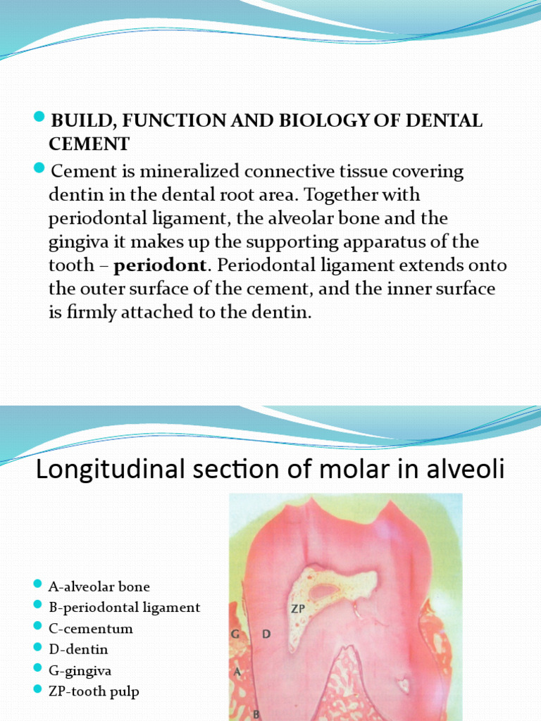 Morphology II - Lecture 5, Built, Function, Biology of Dental Cement ... Morphology II - Lecture 5, Built, Function, Biology of Dental Cement ...