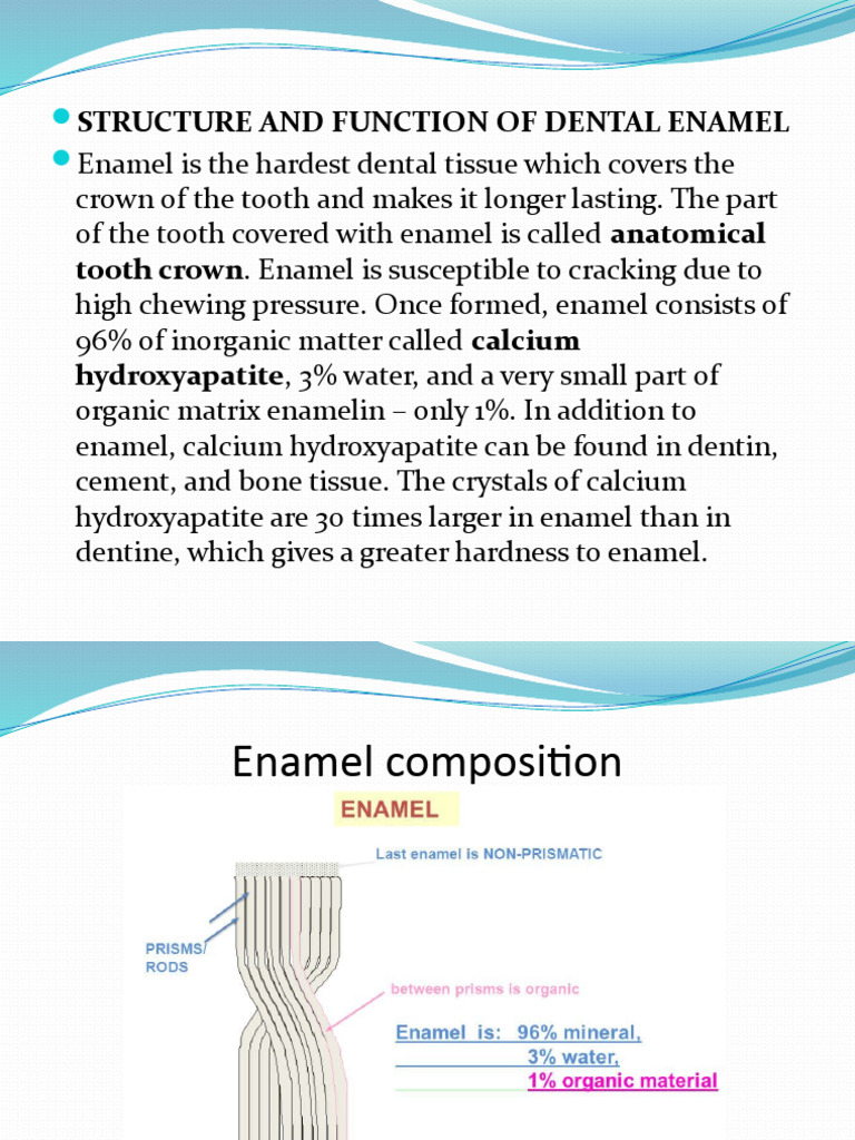 Morphology II - Lecture 2, Structure and Function of Dental Enamel ...